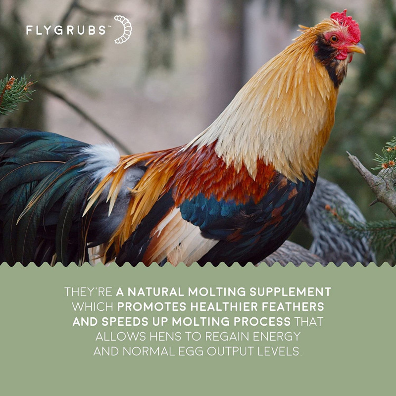 FLYGRUBS | Dried Black Soldier Fly Grubs for Birds Hens Ducks Reptiles ...