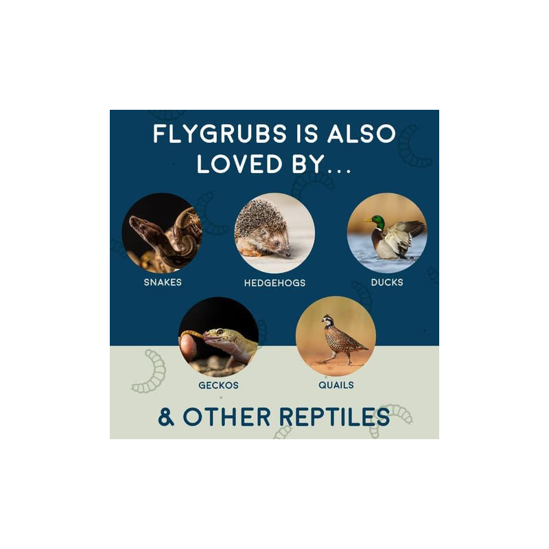 FLYGRUBS | Dried Black Soldier Fly Grubs for Birds Hens Ducks Reptiles ...