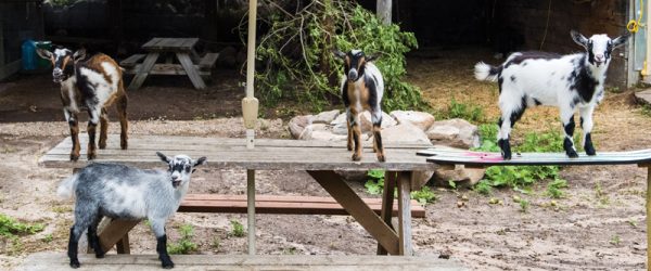 Photo Gallery: I Love My Goat Contest Winners - Hobby Farms