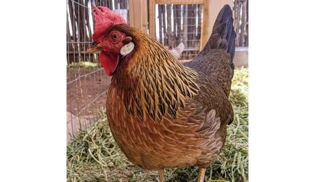 Photo Gallery: Chickens Magazine Shutterclucks Winners - Hobby Farms