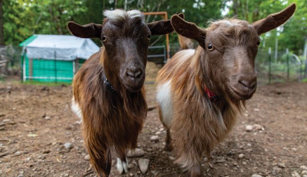 Photo Gallery: I Love My Goat Contest Winners - Hobby Farms