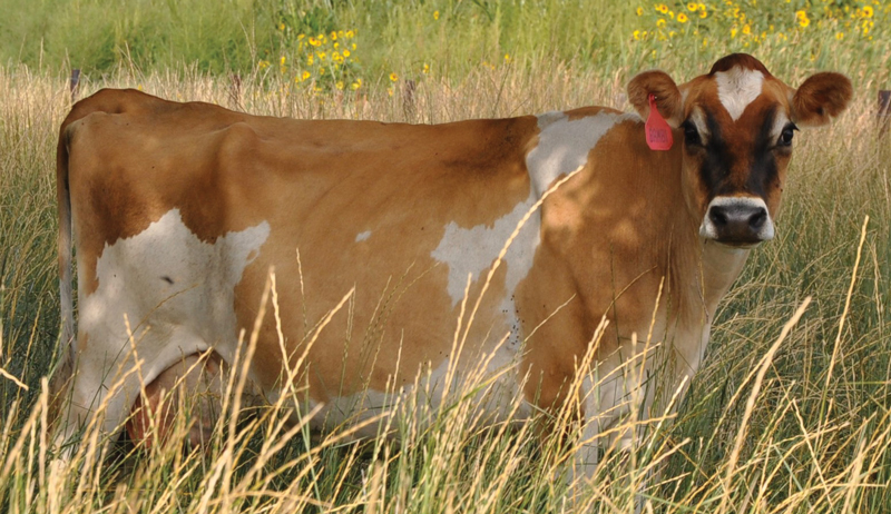 Breed Profile: The Jersey Stands Out Among Dairy Cows - Hobby Farms