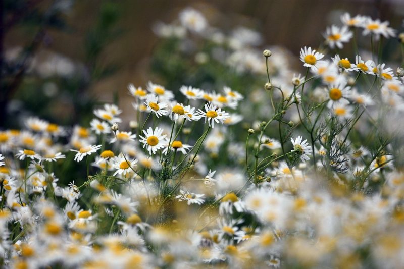 Produce Profile: Consider Cheery Chamomile - Hobby Farms