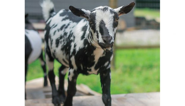 Photo Gallery: I Love My Goat Contest Winners - Hobby Farms