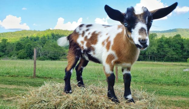 Photo Gallery: I Love My Goat Contest Winners - Hobby Farms