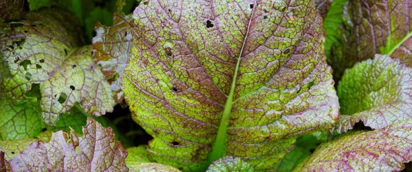 Growing, Harvesting & Enjoying Mustard Greens - Hobby Farms