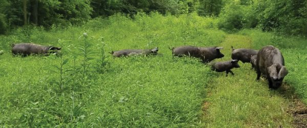 Love My Breed: Get To Know Large Black Pigs - Hobby Farms