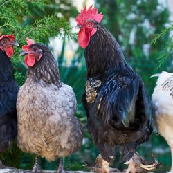 Hobby Farms | Livestock, Gardening & Homesteading