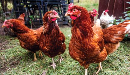Some Fun Chicken Facts To Share With Your Friends - Hobby Farms
