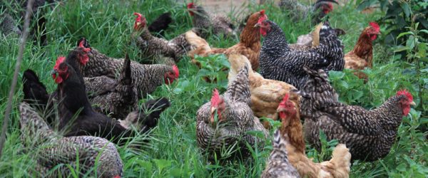 Feed Your Hens For Less With These Cost-Savvy Tips - Hobby Farms