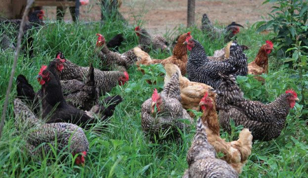 Feed Your Hens For Less With These Cost-Savvy Tips - Hobby Farms