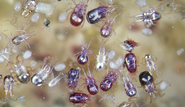 Control Chicken Ectoparasites For A Healthy Flock - Hobby Farms