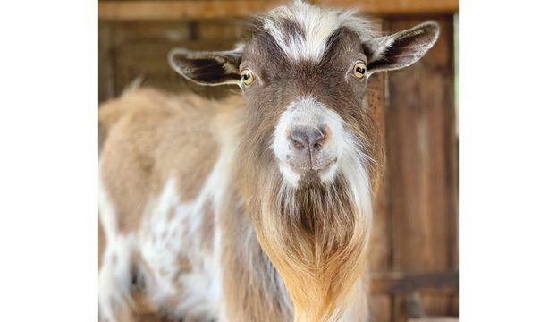 Photo Gallery: I Love My Goat Contest Winners - Hobby Farms